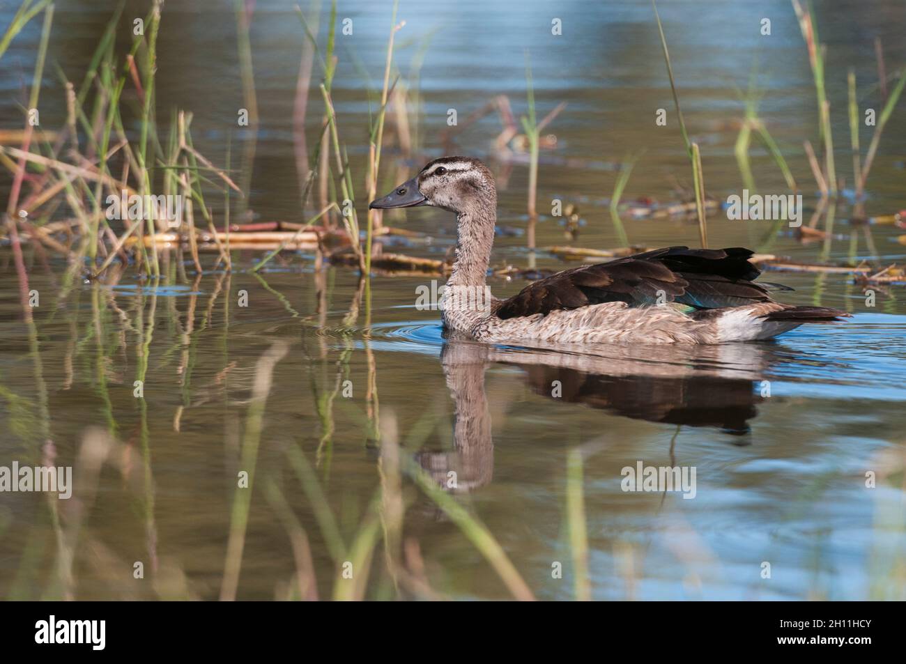 Female comb duck hi-res stock photography and images - Alamy
