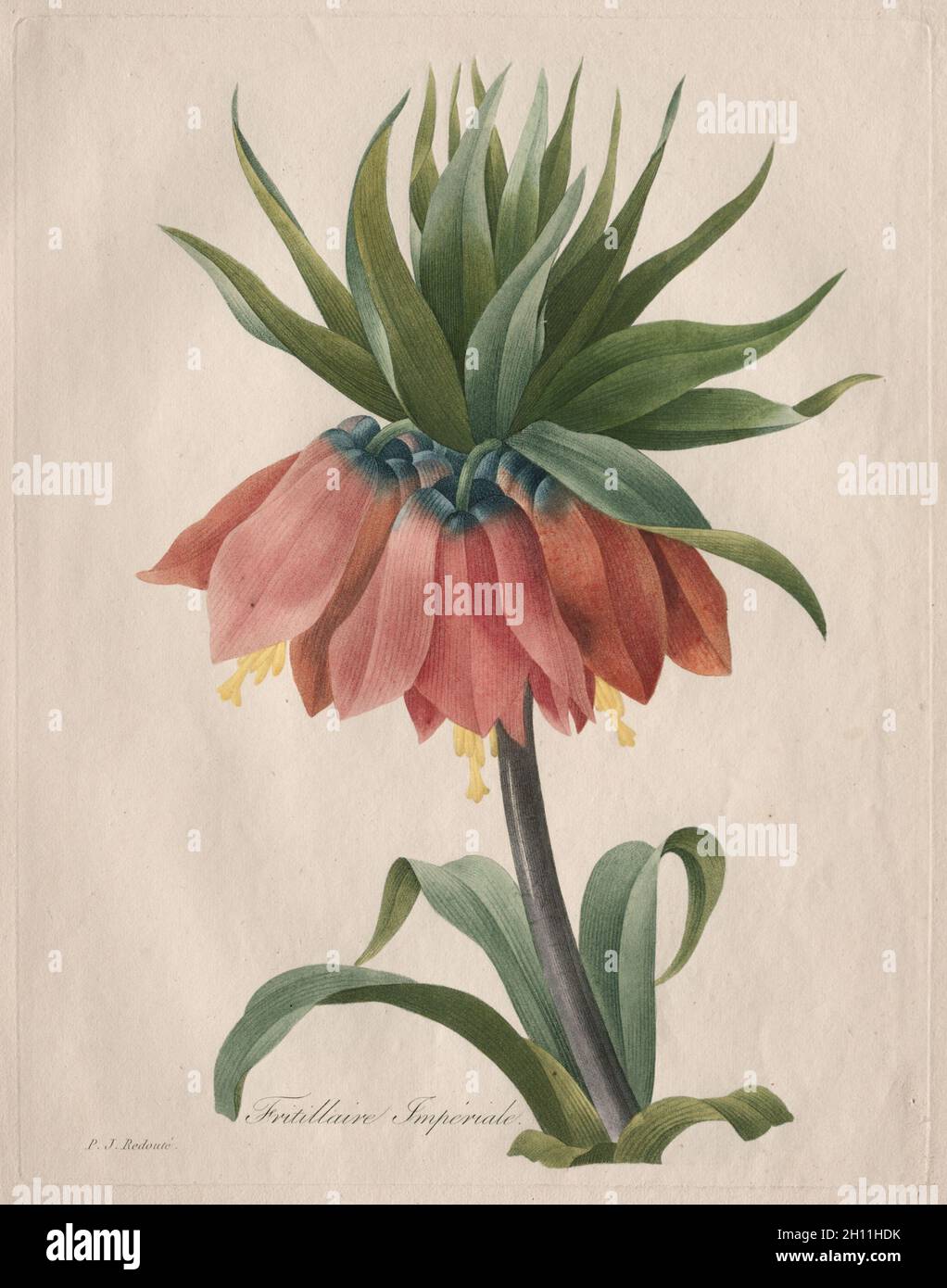 Crown Imperial Fritillary, 1827. Henry Joseph Redouté (French, 1766 ...