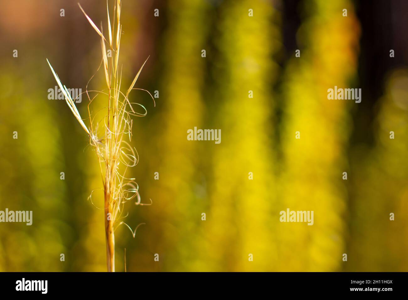 An autumn spike of field medicinal grass against a background of ...