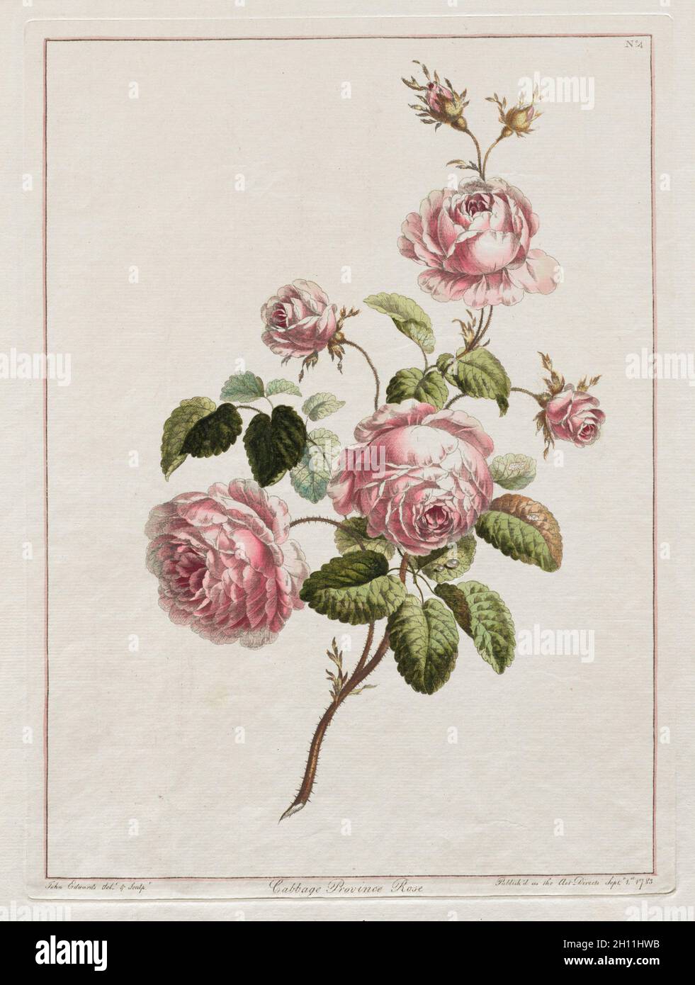 A Collection of Flowers Drawn after Nature - Cabbage Province Rose ...