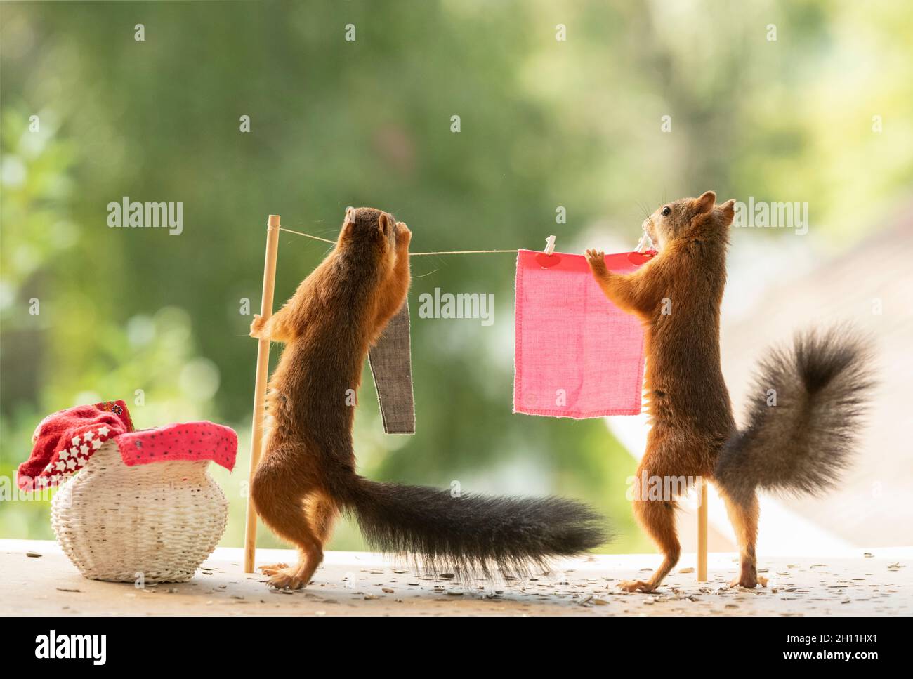 red squirrels are standing with a washing line Stock Photo - Alamy