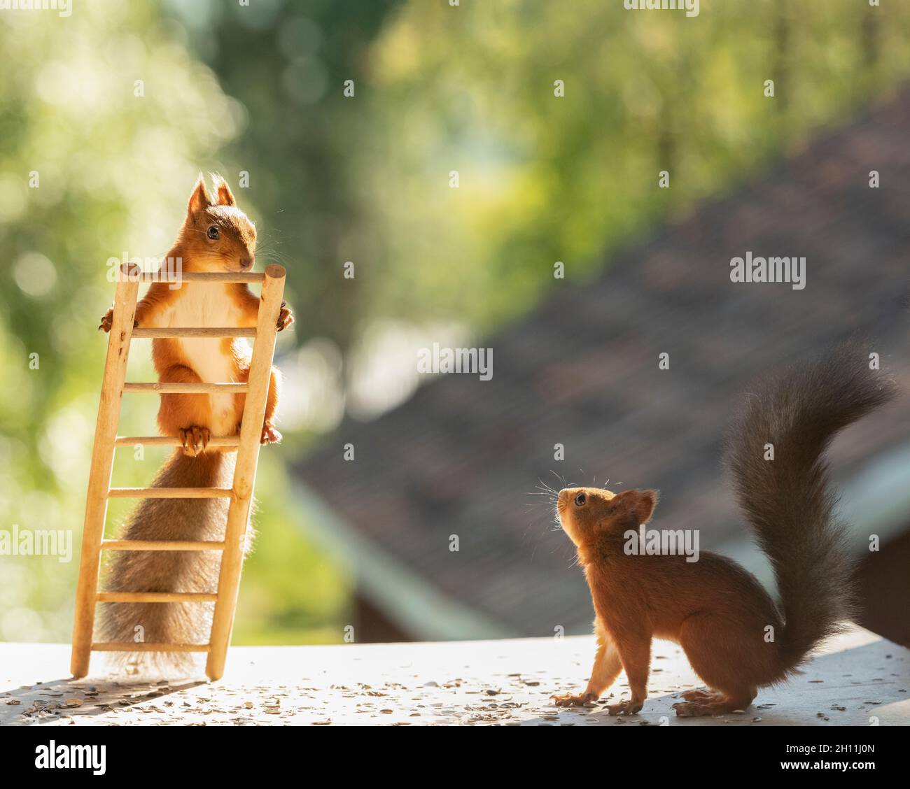 Red squirrel standing on stairs hi-res stock photography and images - Alamy