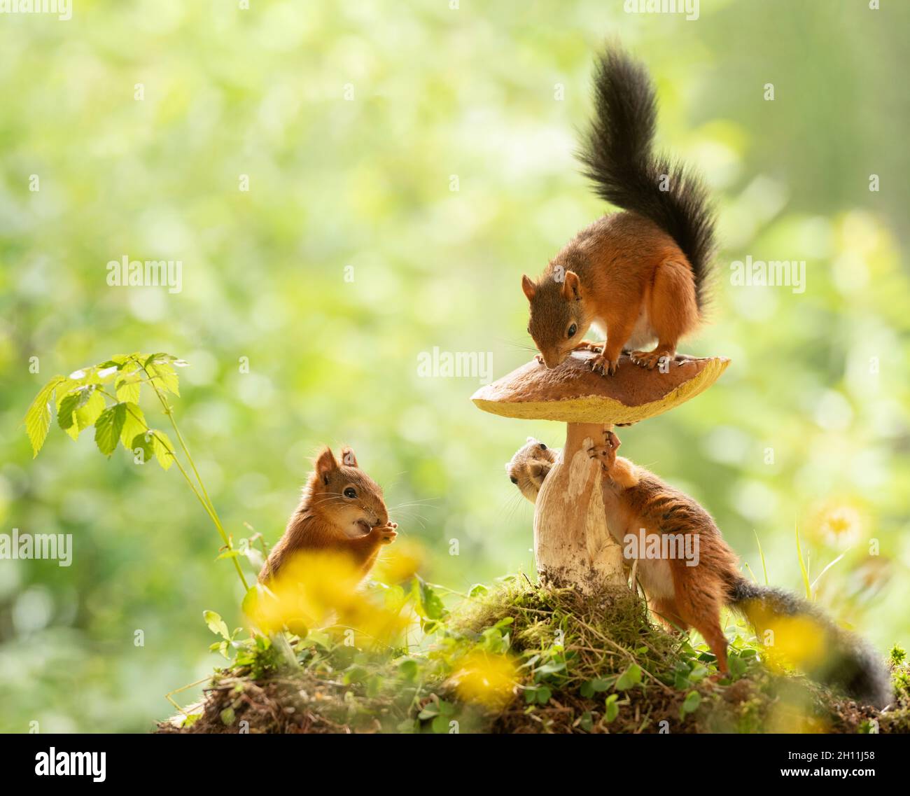 Red squirrel is standing with a mushroom hi-res stock photography and ...