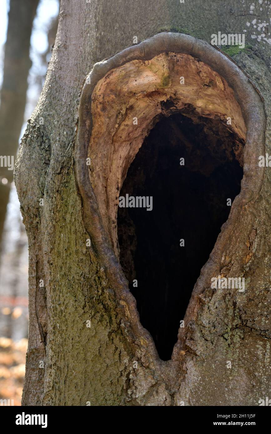 a great hollow in the trunk of an old beech tree, empty inside Stock ...