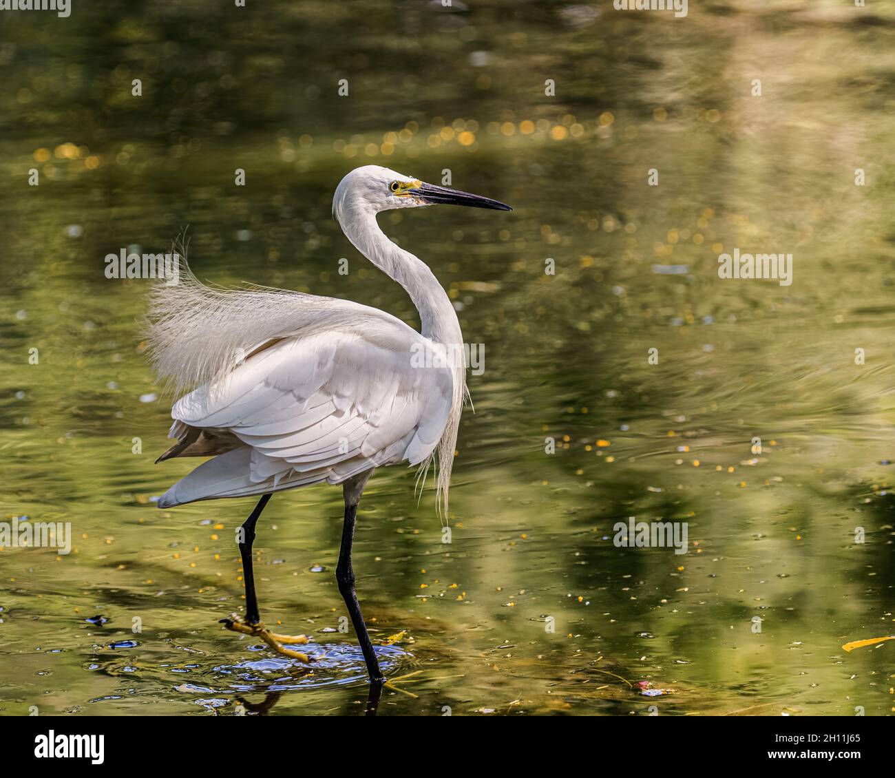 A small egret dancing on a lake Stock Photo - Alamy
