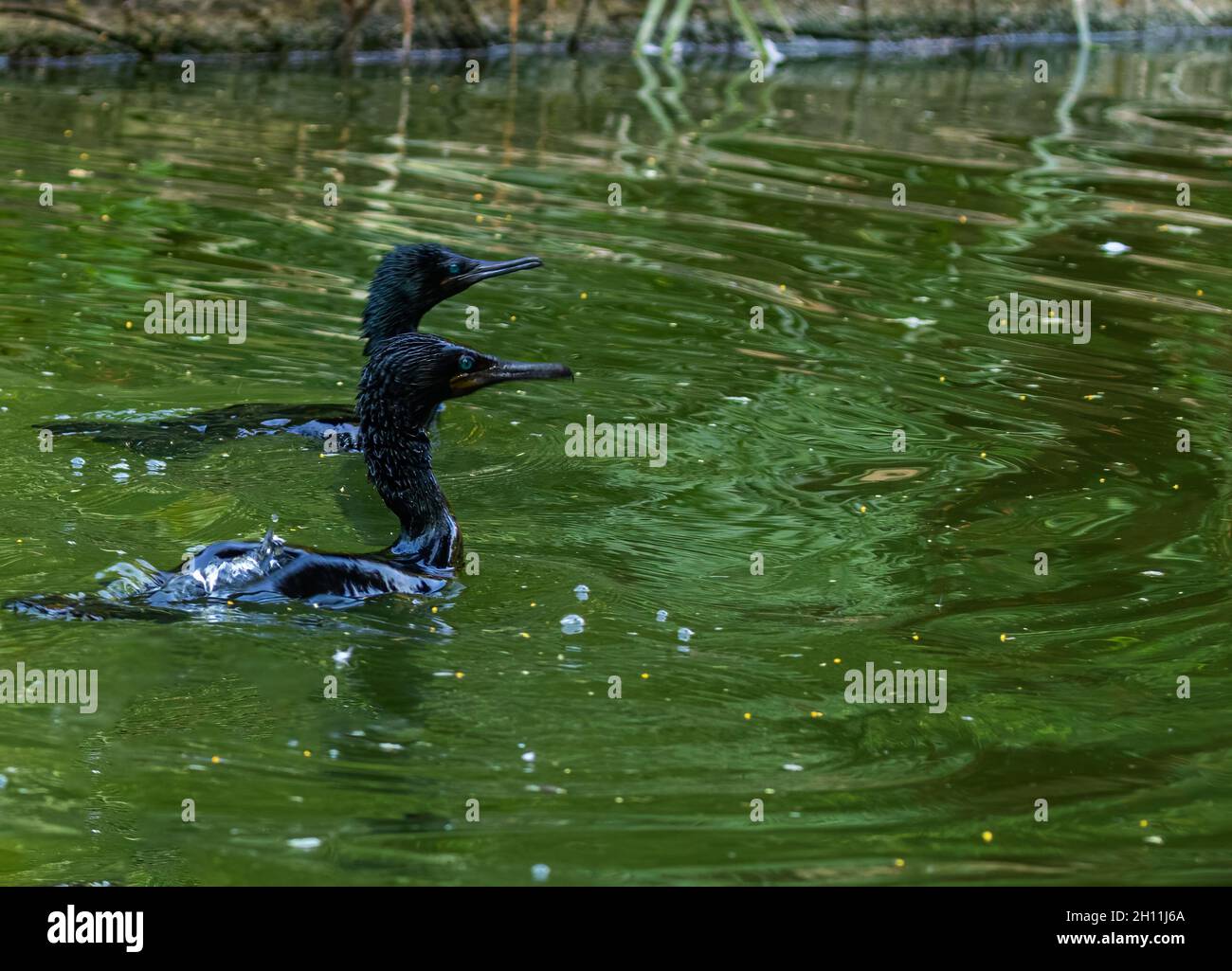 Pair hunting hi-res stock photography and images - Alamy