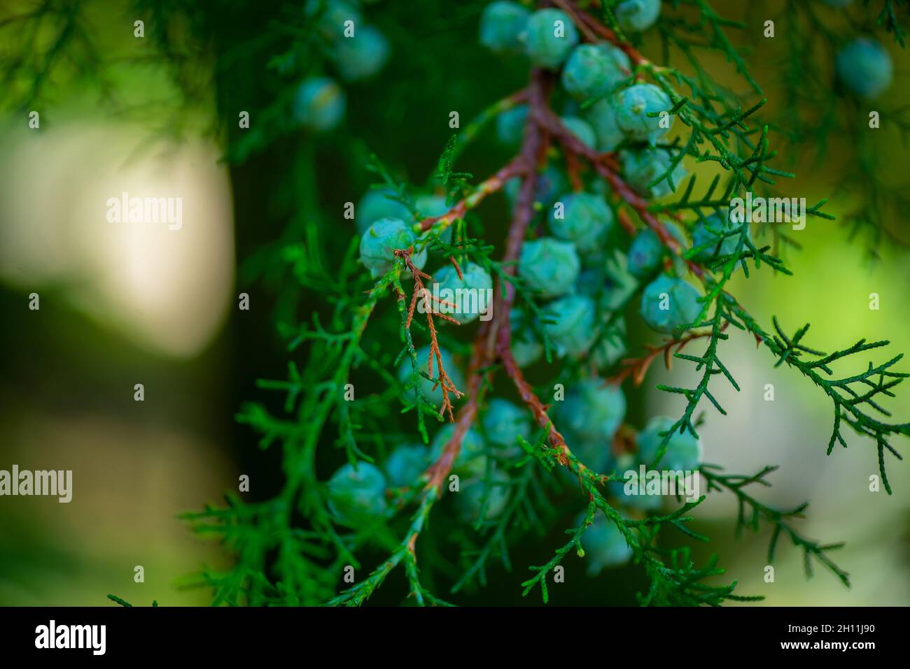 common juniper in the botanical garden of Batumi Stock Photo - Alamy