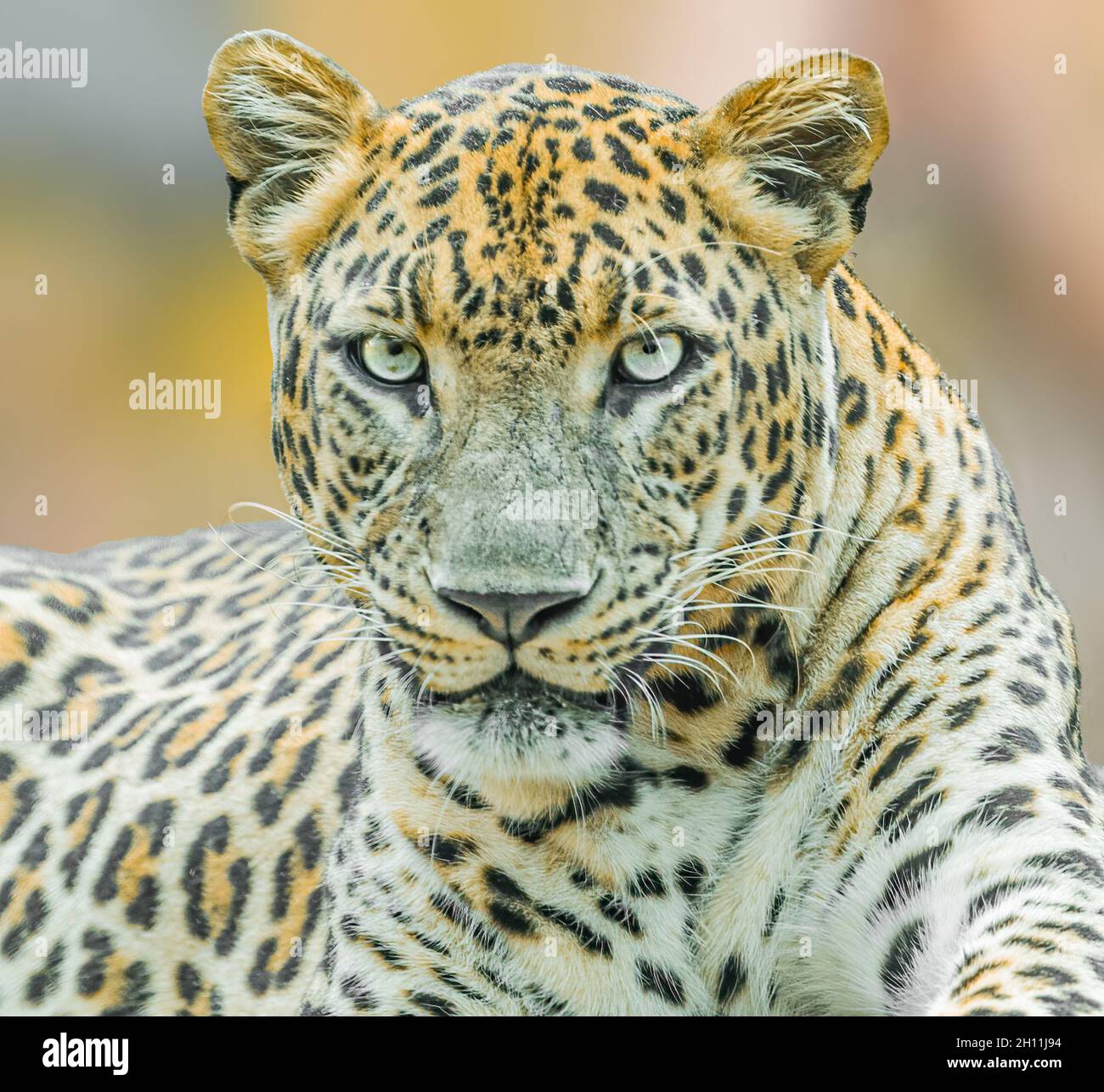 Leopard looking into the camera Stock Photo - Alamy