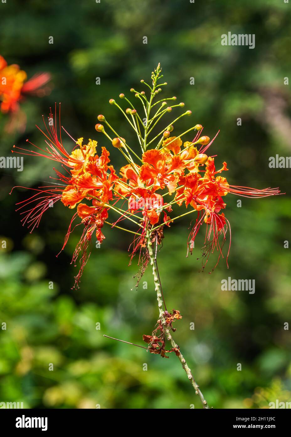 Peacock flower in the garden Stock Photo - Alamy