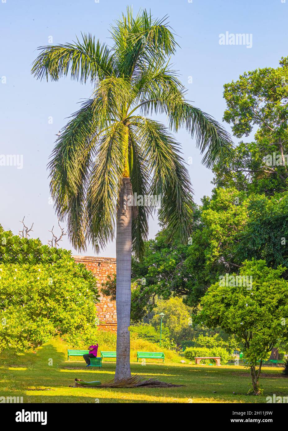 Palm leaf column hi-res stock photography and images - Alamy