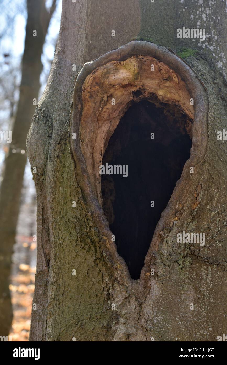 a great hollow in the trunk of an old beech tree, empty inside Stock ...