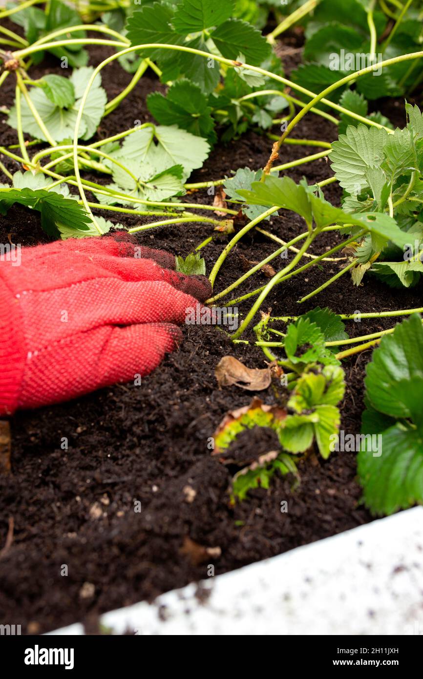 Strawberry plant stolons hi-res stock photography and images - Alamy