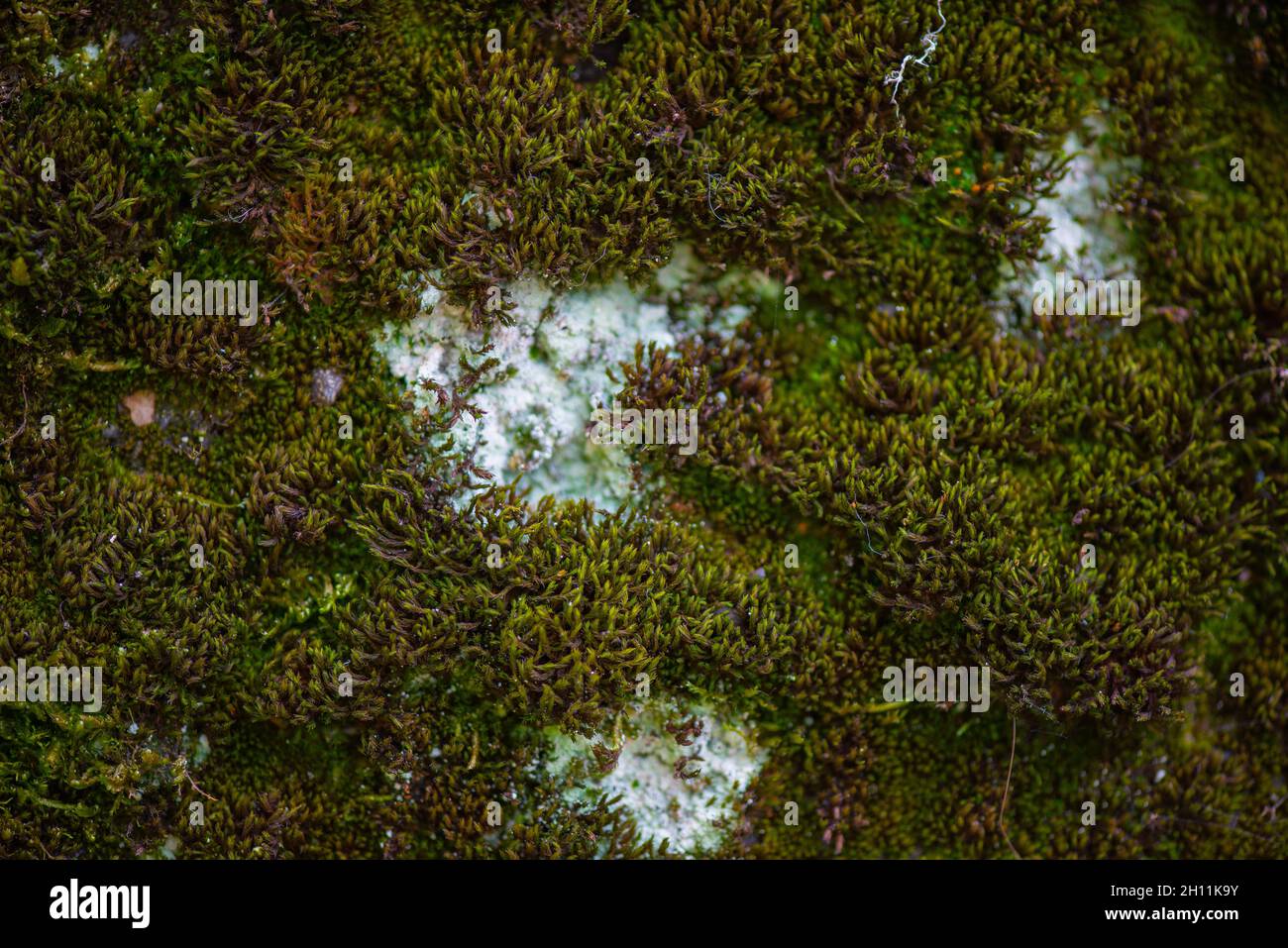 dark moss on a tree in Batumi Botanical Garden Stock Photo - Alamy