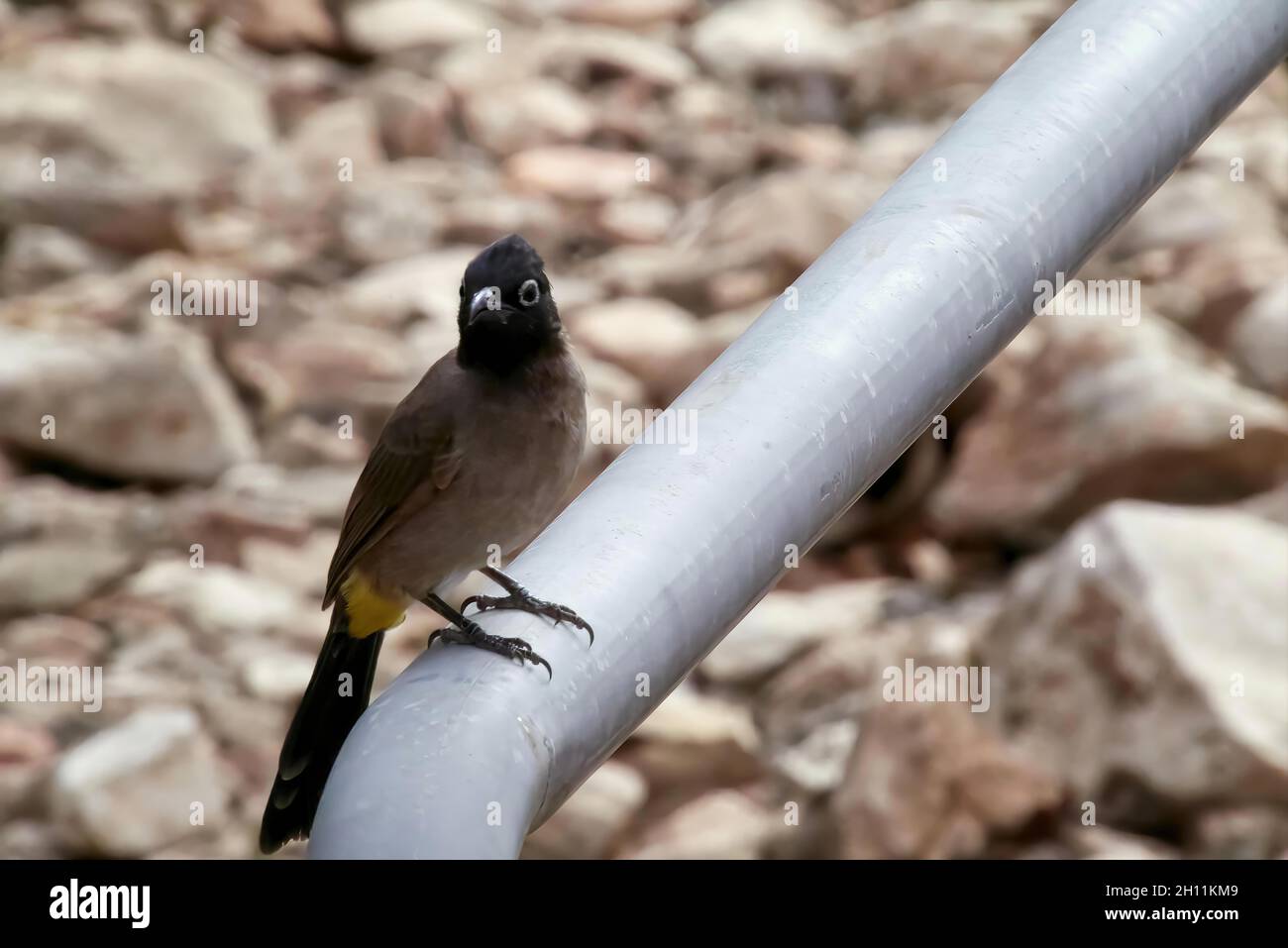 The red-vented bulbul Pycnonotus cafer is a member of the bulbul family ...