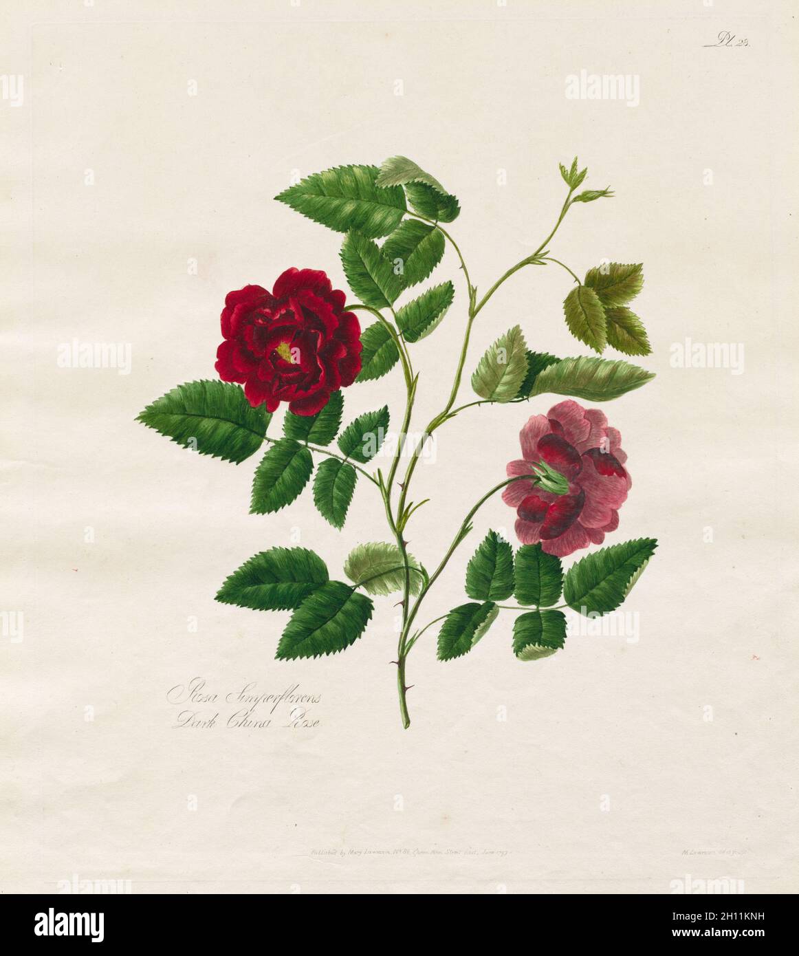 A Collection of Roses from Nature: Dark China Rose, 1799. Mary Lawrence ...