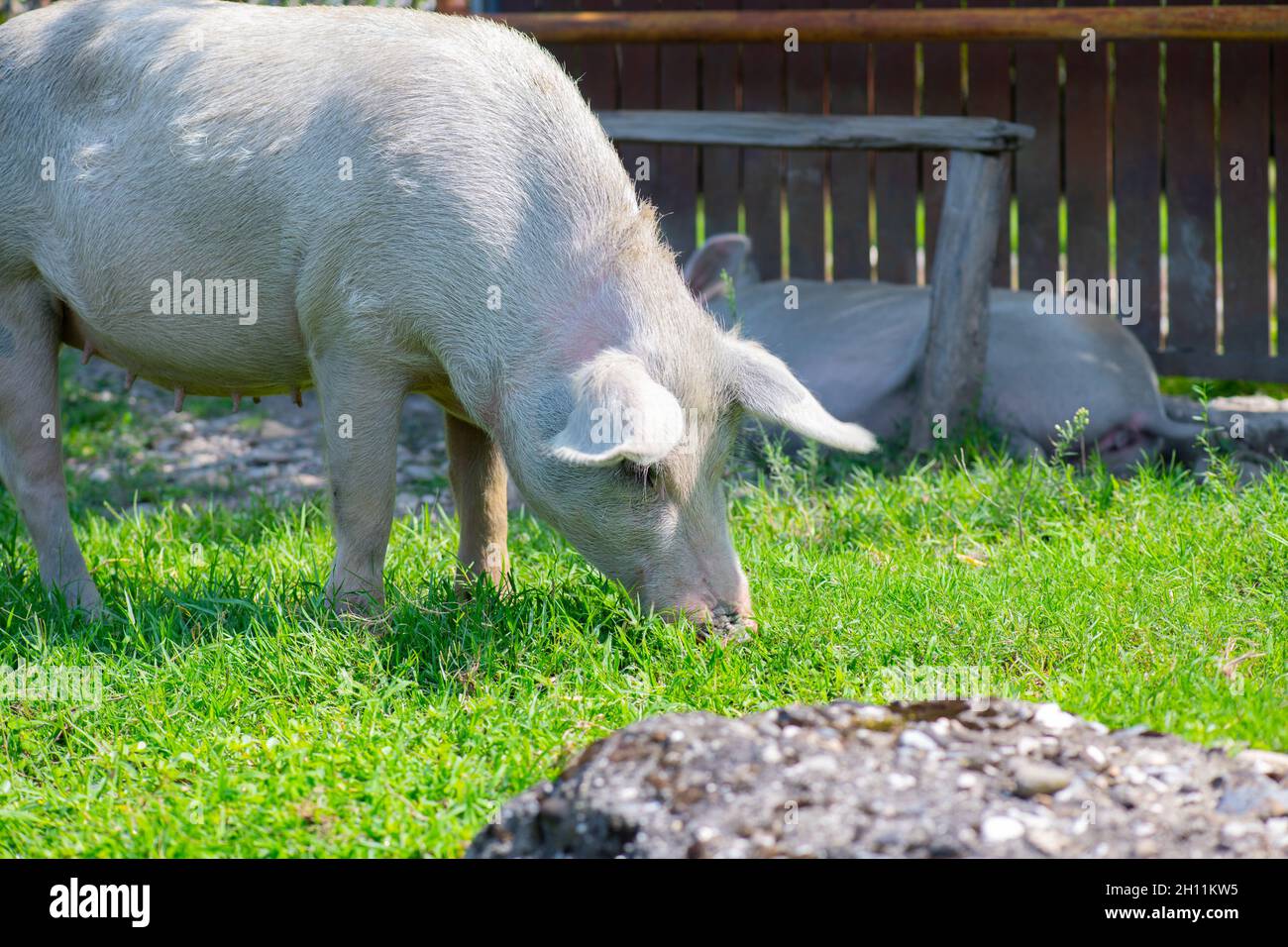 Pig eating grass hi-res stock photography and images - Alamy