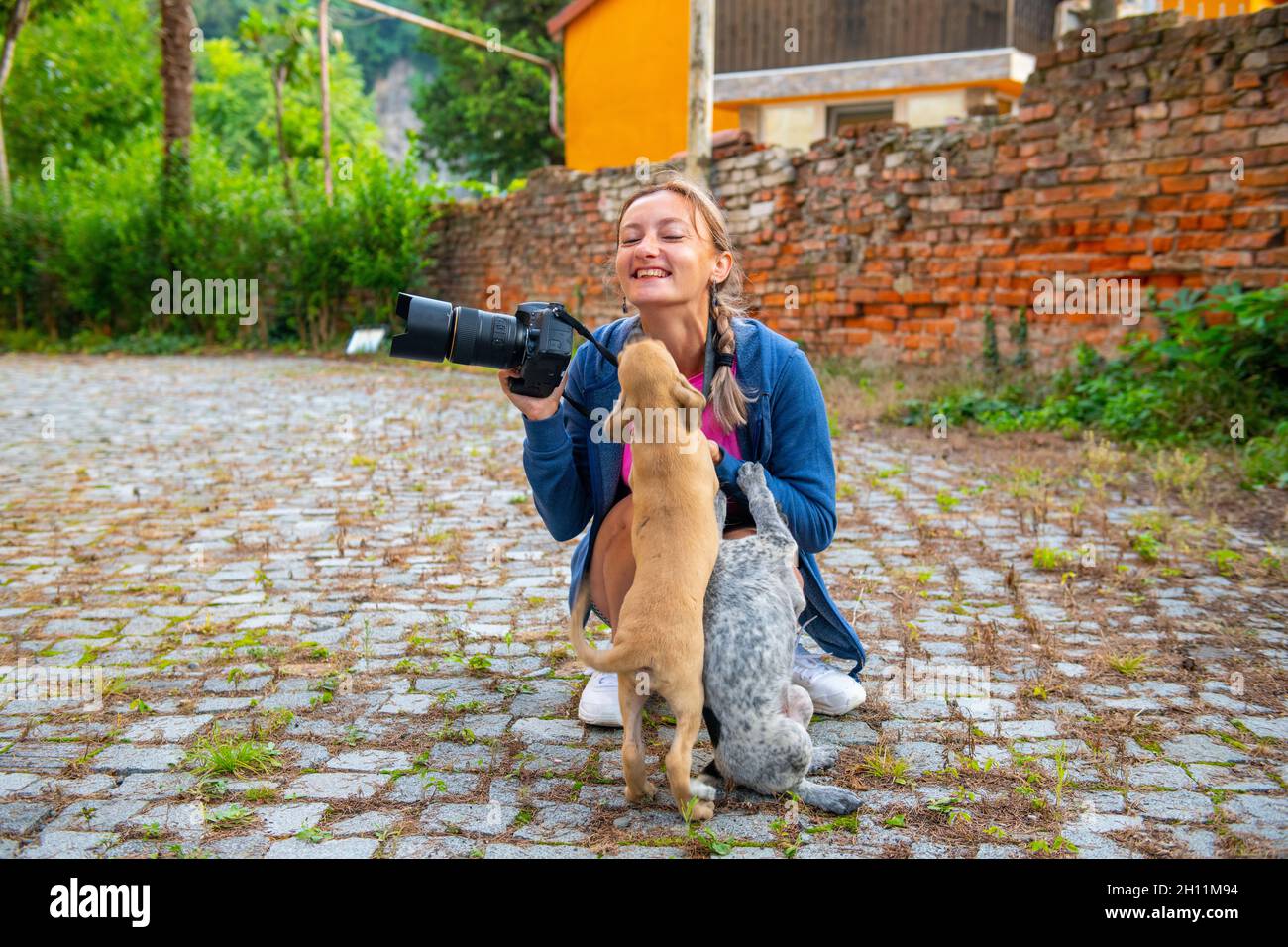 colored puppies running around the photographer Stock Photo - Alamy