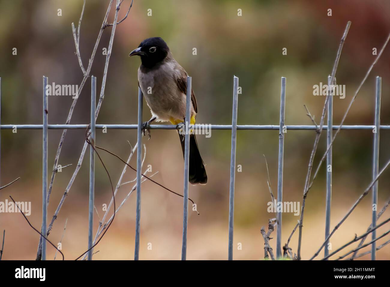 The red-vented bulbul Pycnonotus cafer is a member of the bulbul family ...