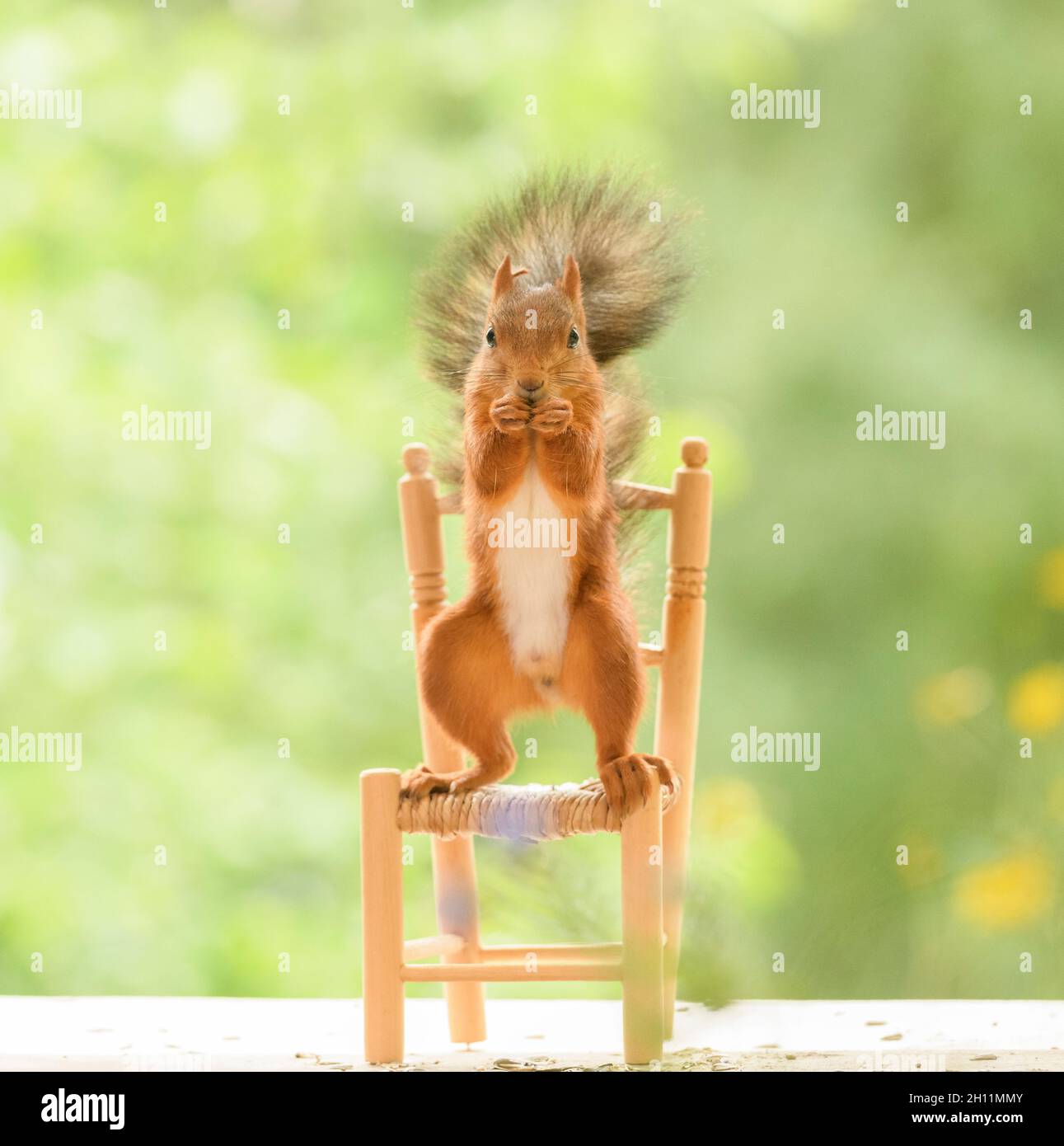 Red squirrel standing on chair hi-res stock photography and images - Alamy