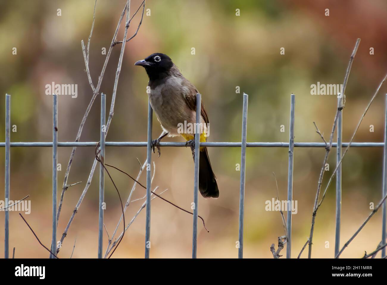 The red-vented bulbul Pycnonotus cafer is a member of the bulbul family ...