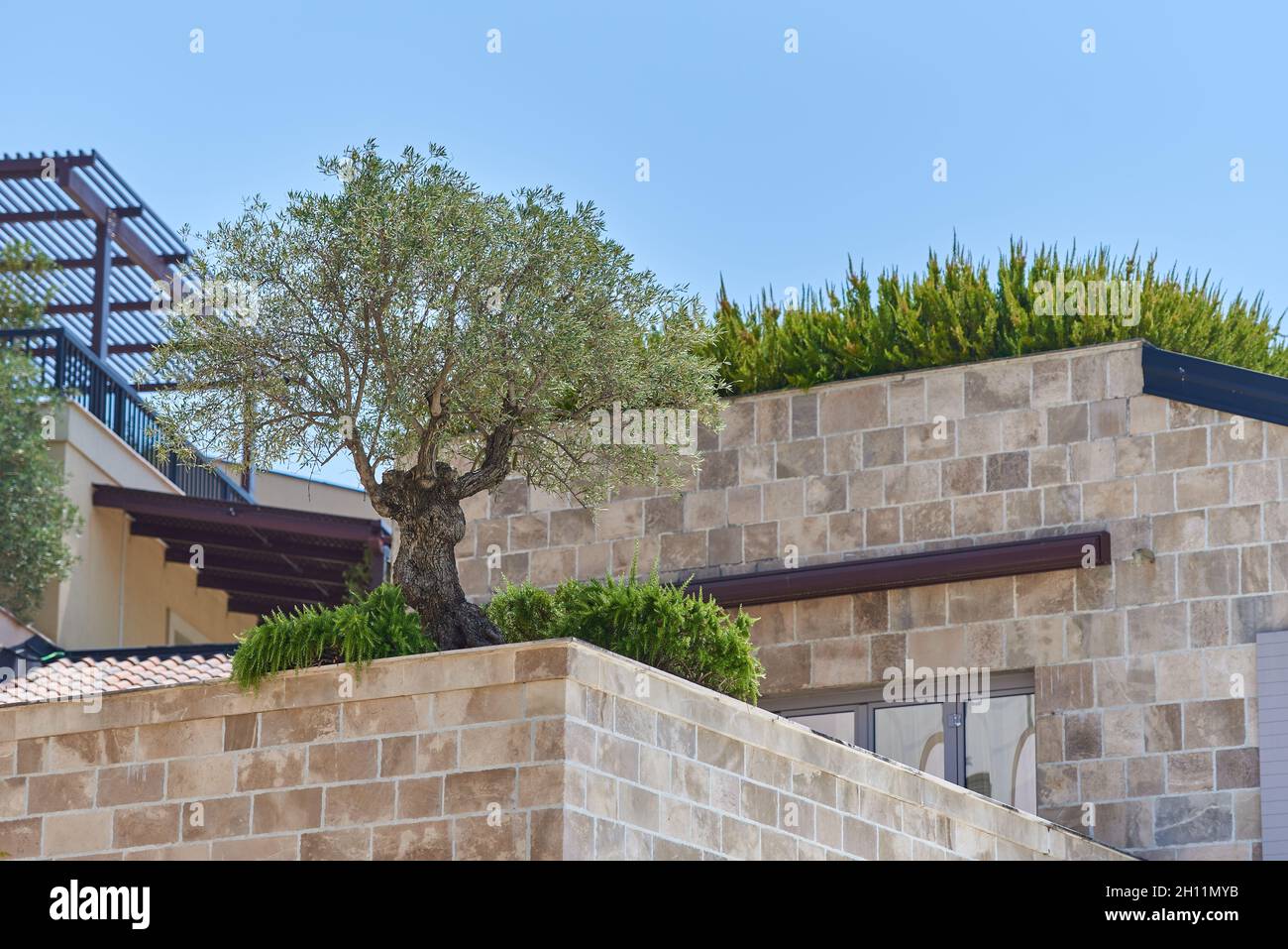 Olive tree and plants grow on the roof of a building in a European city ...