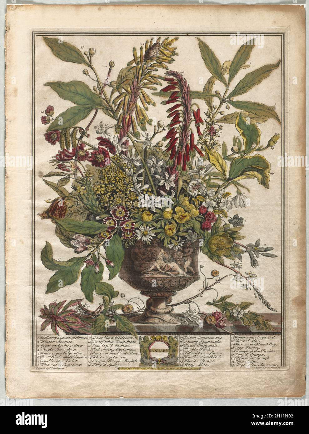 Twelve Months of Flowers: January, 1730. Henry Fletcher (British ...