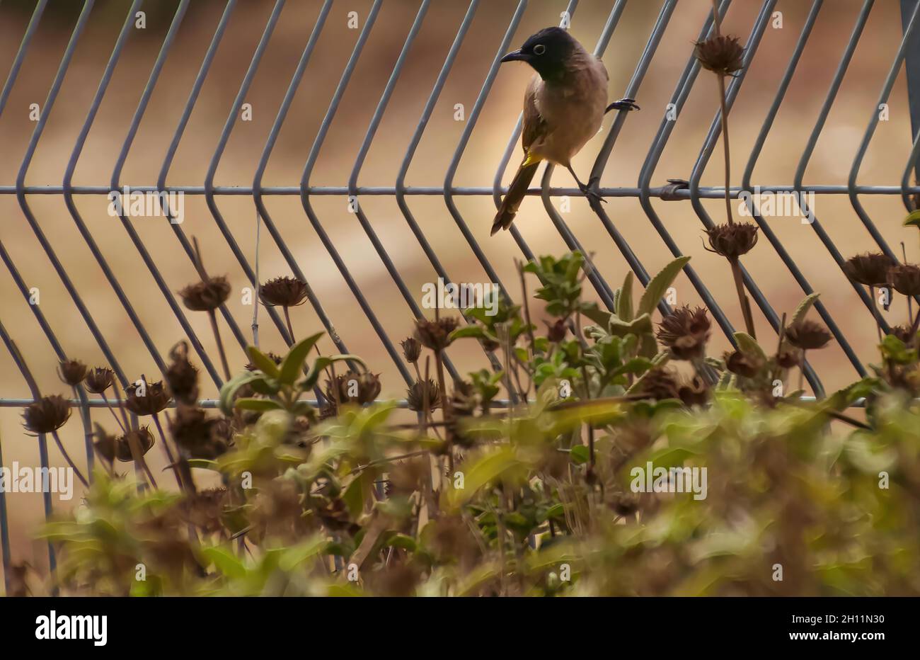 The red-vented bulbul Pycnonotus cafer is a member of the bulbul family ...