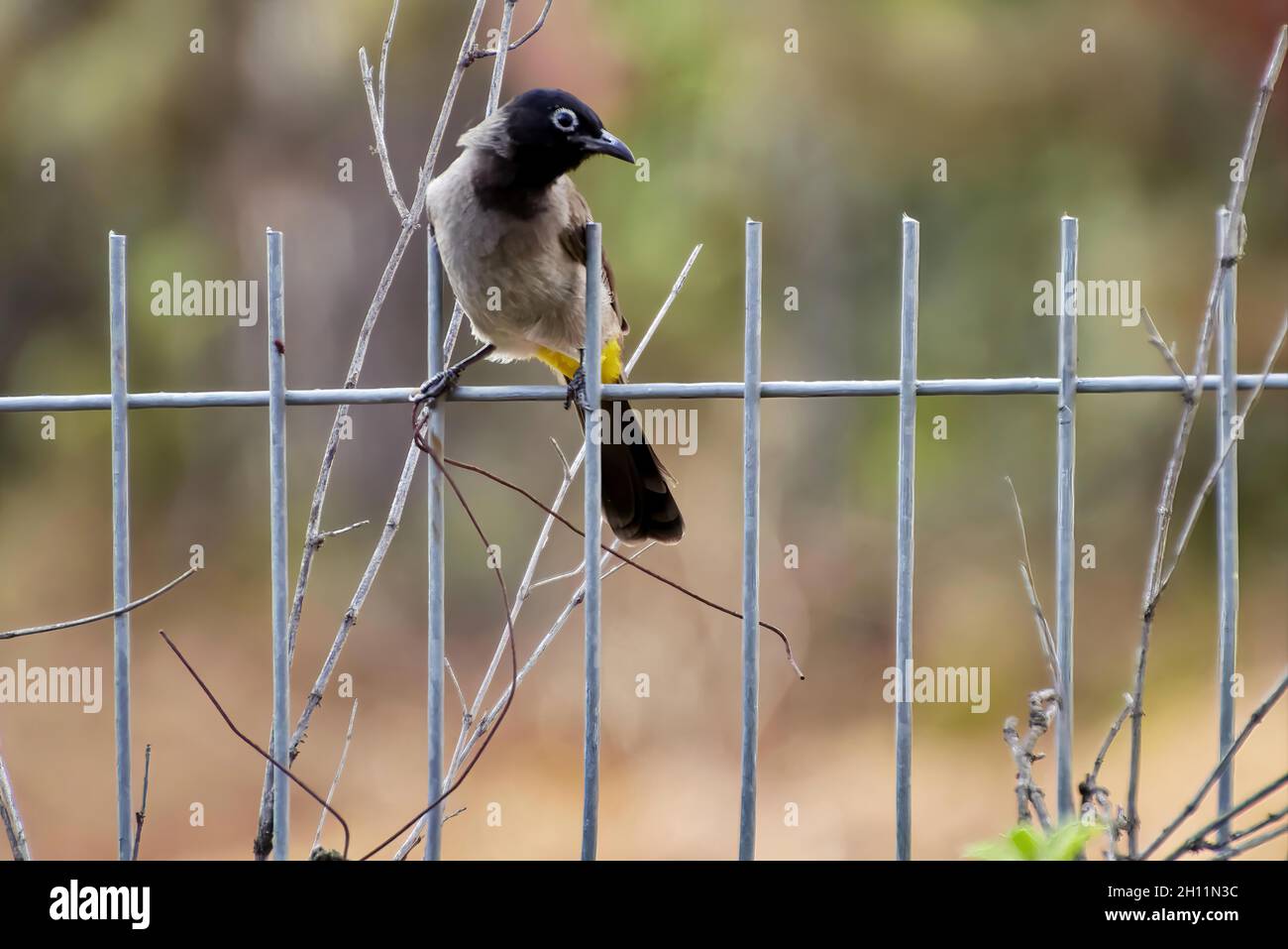 The red-vented bulbul Pycnonotus cafer is a member of the bulbul family ...