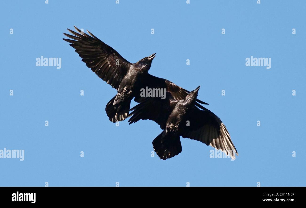 Common raven 11 hi-res stock photography and images - Alamy