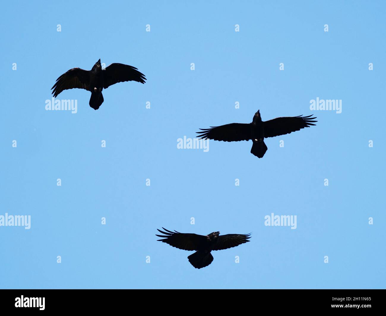 Common raven 11 hi-res stock photography and images - Alamy