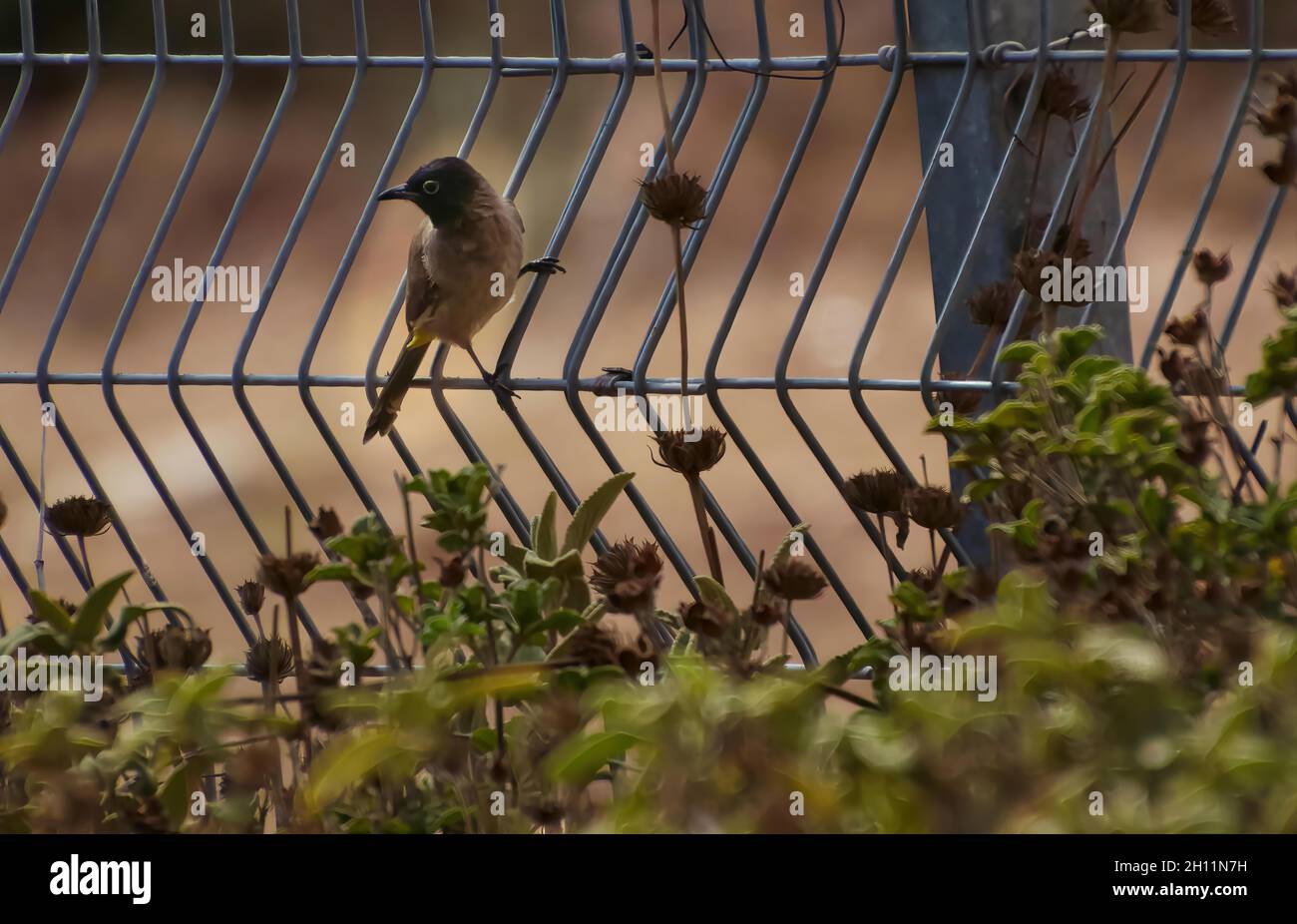 The red-vented bulbul Pycnonotus cafer is a member of the bulbul family ...