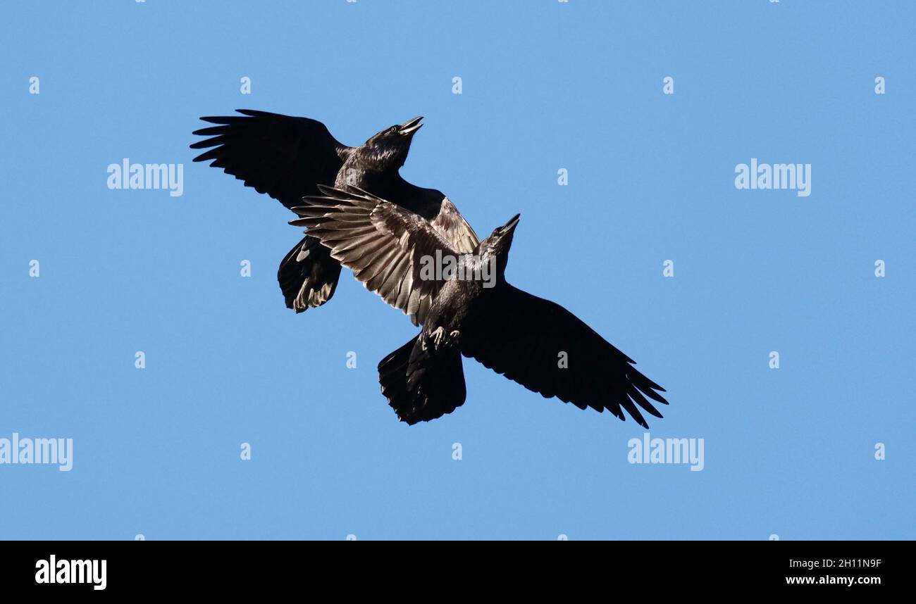 Two ravens together hi-res stock photography and images - Alamy