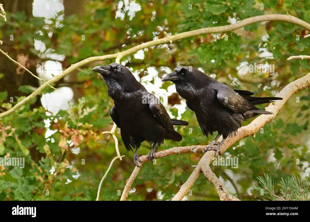 Common raven 11 hi-res stock photography and images - Alamy