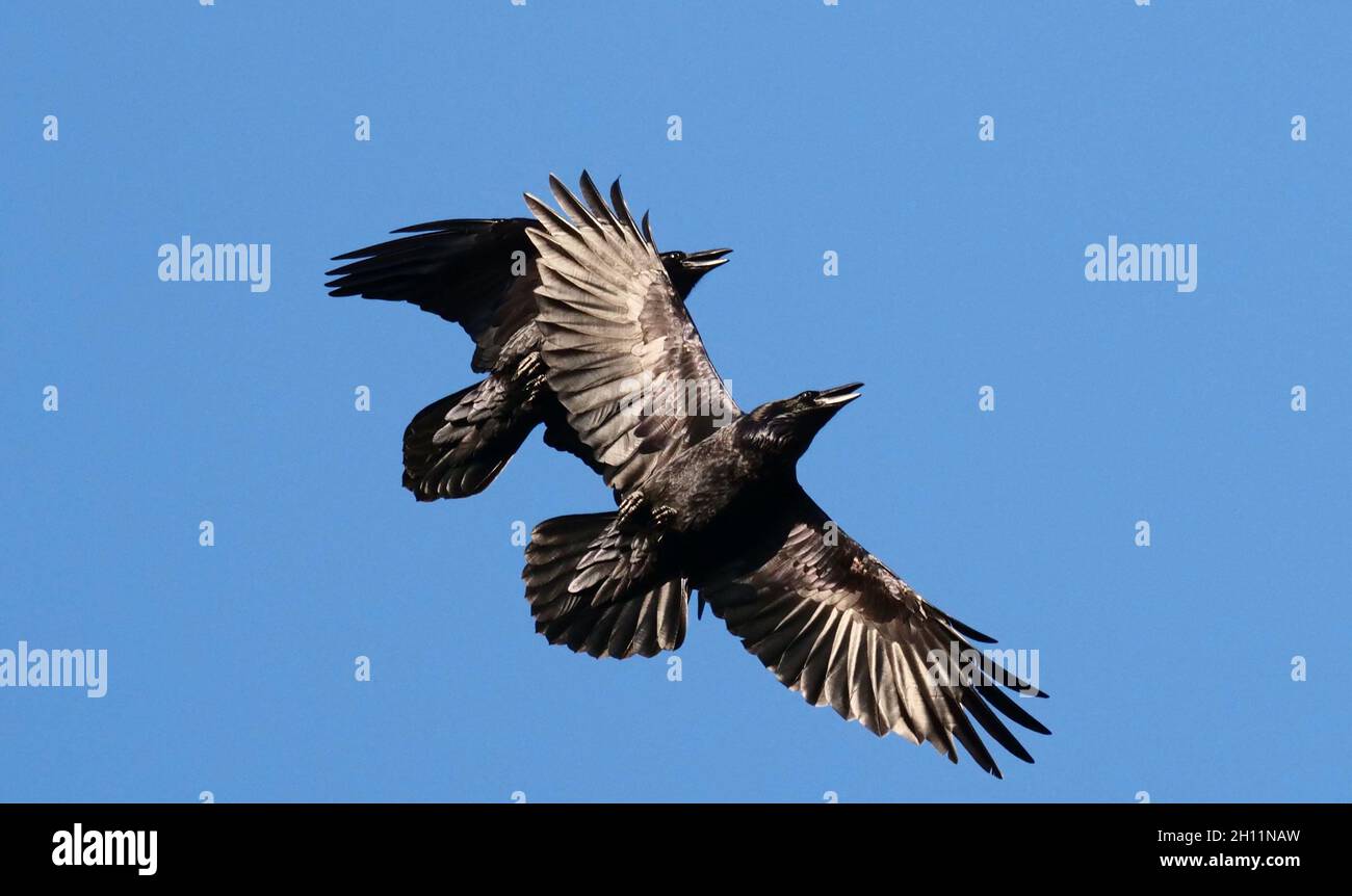 Common raven 11 hi-res stock photography and images - Alamy