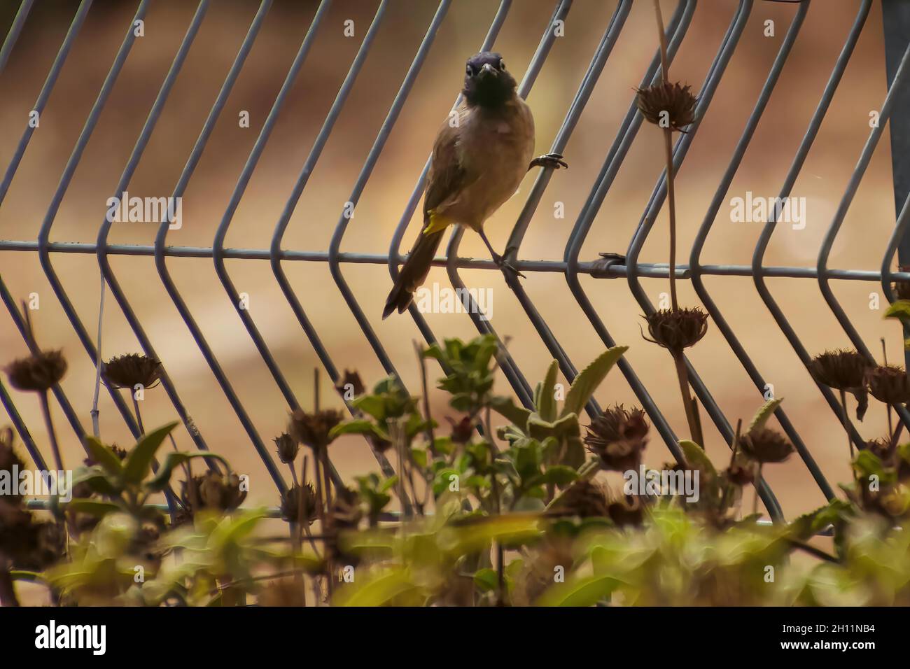 The red-vented bulbul Pycnonotus cafer is a member of the bulbul family ...