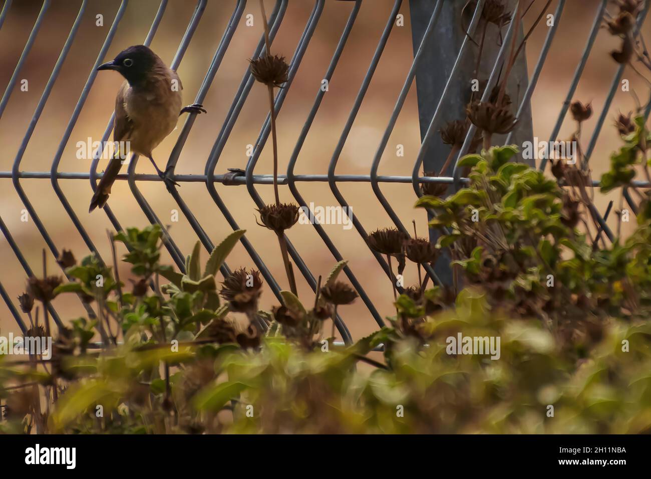 The red-vented bulbul Pycnonotus cafer is a member of the bulbul family ...
