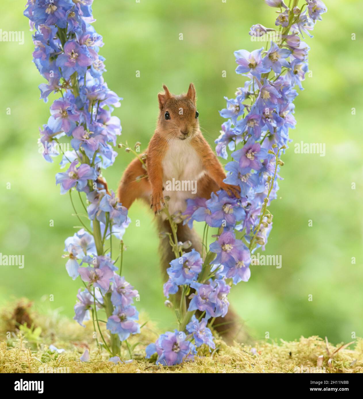 Red squirrel between blue flowers hi-res stock photography and images ...