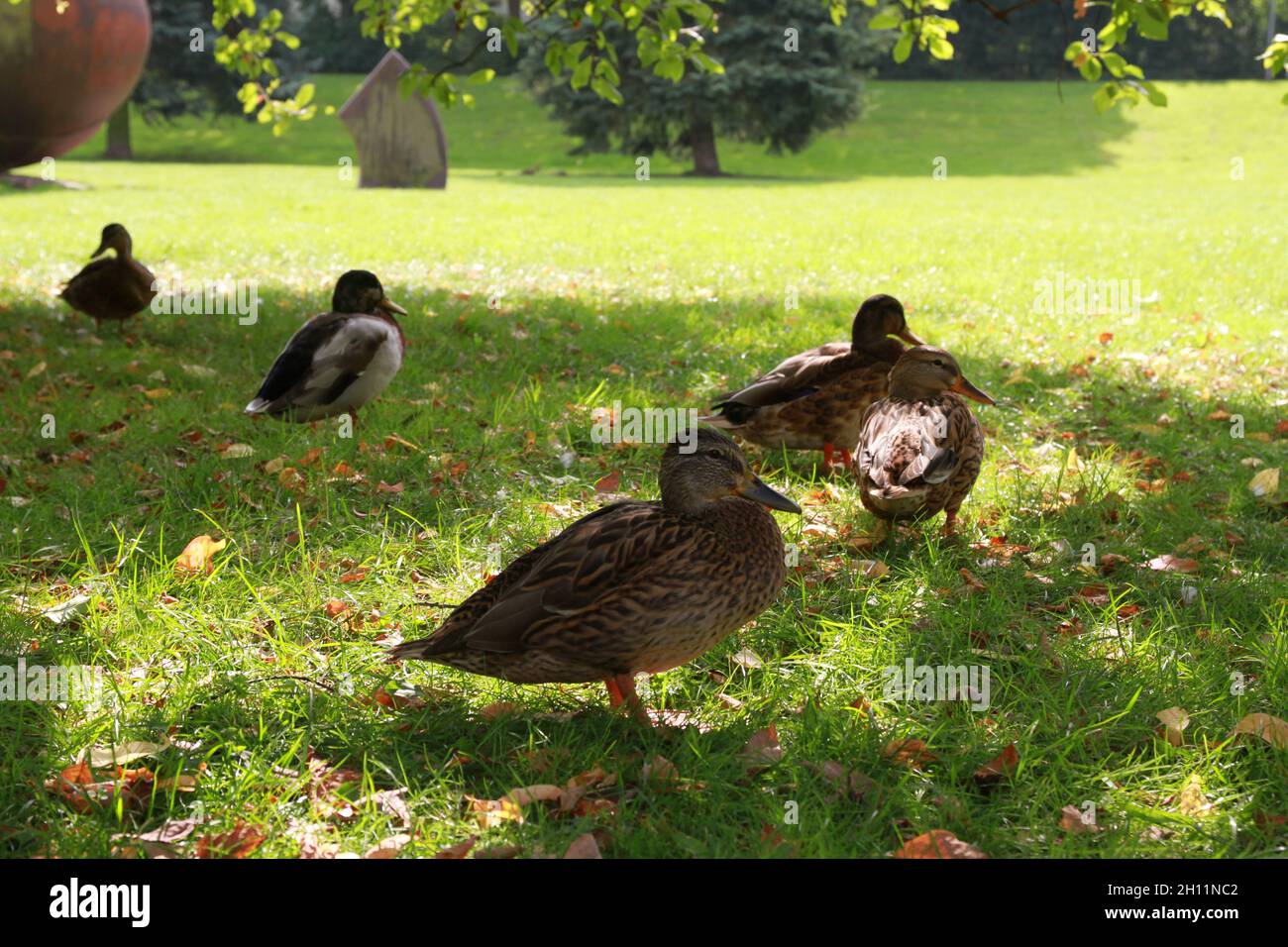 Scenery of mallard ducks in a sunny field Stock Photo - Alamy