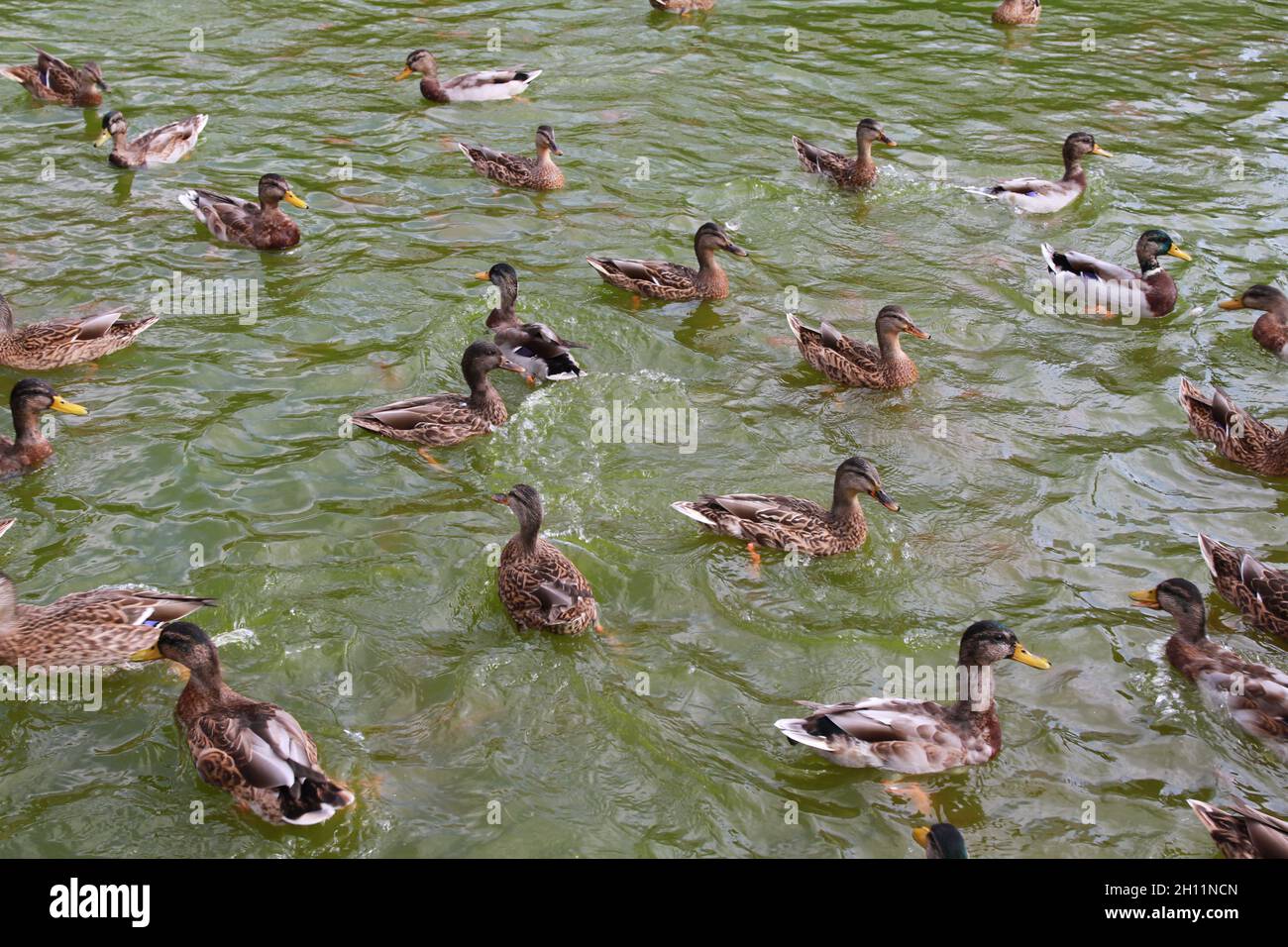 Scenery of mallard ducks in a pond or a lake Stock Photo - Alamy