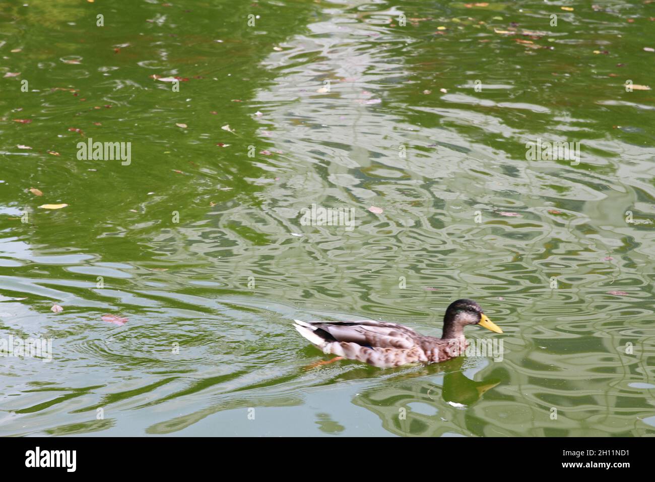 Scenery of a mallard duck in a pond or a lake Stock Photo - Alamy