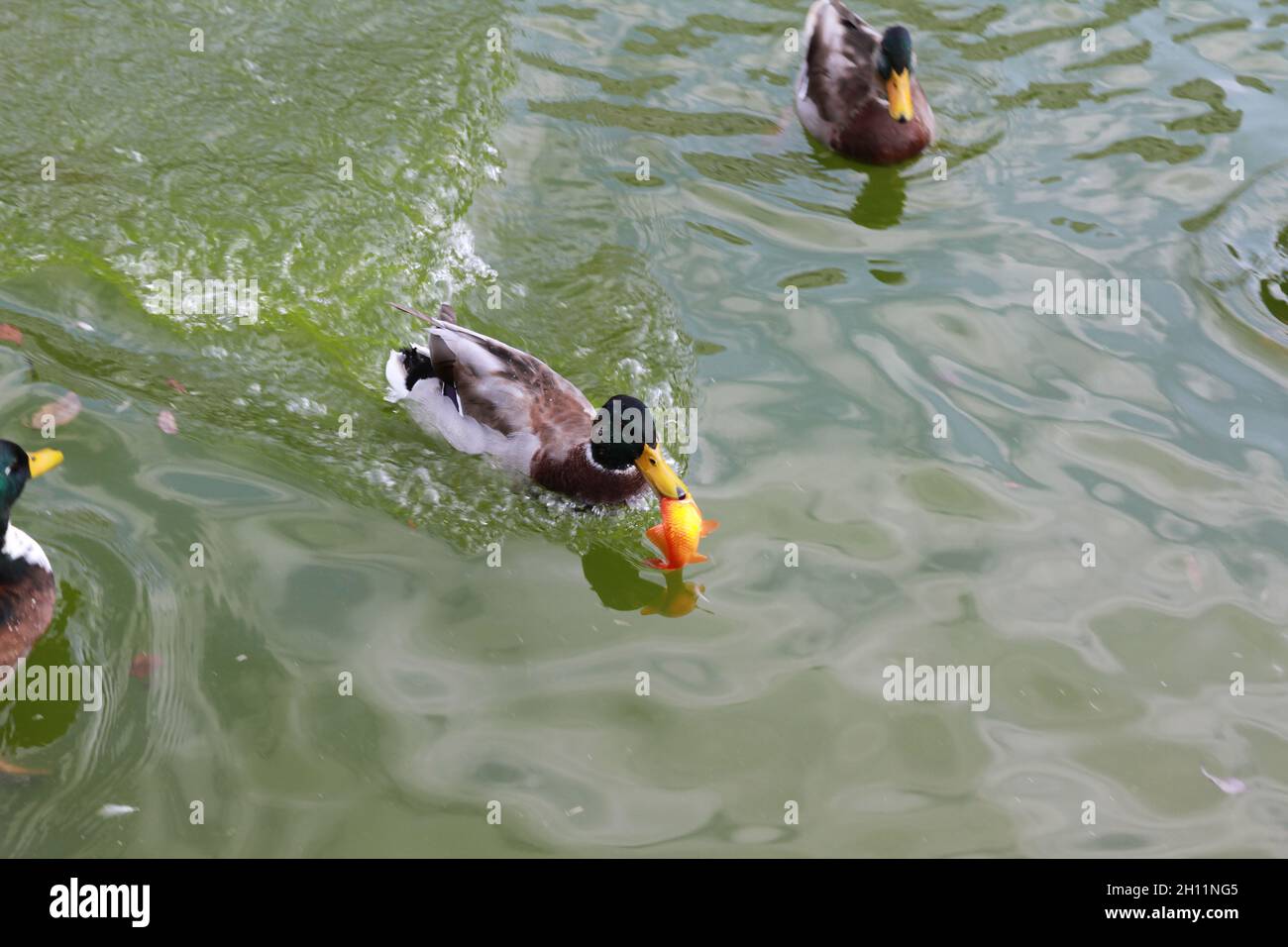 Scenery of a mallard duck eating fish in a pond or a lake Stock Photo ...
