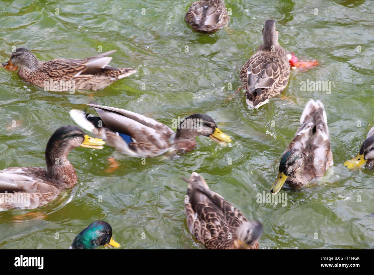 Scenery of mallard ducks in a pond or a lake Stock Photo - Alamy