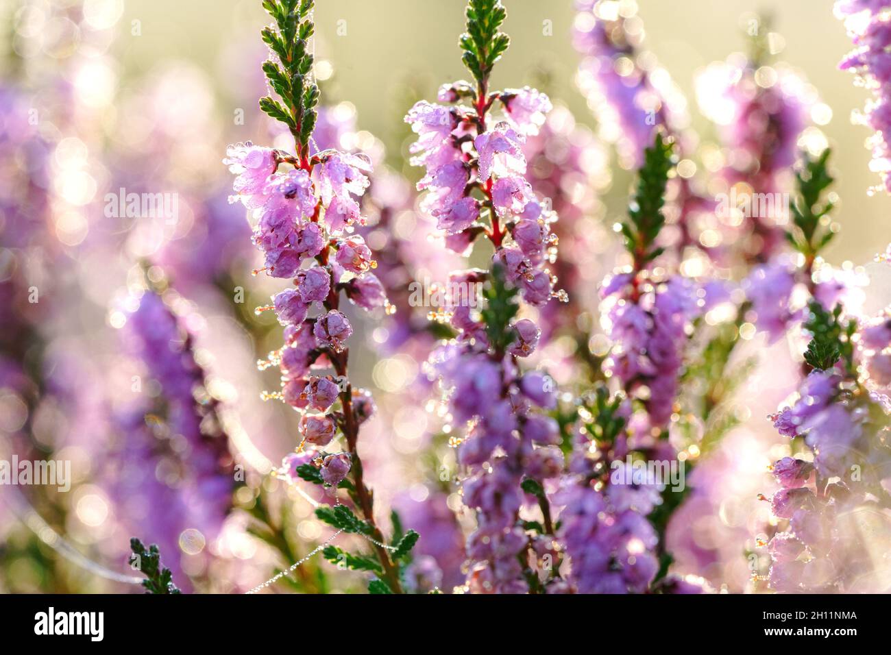 Pink heather in bloom, blooming heater landscape in the National park ...