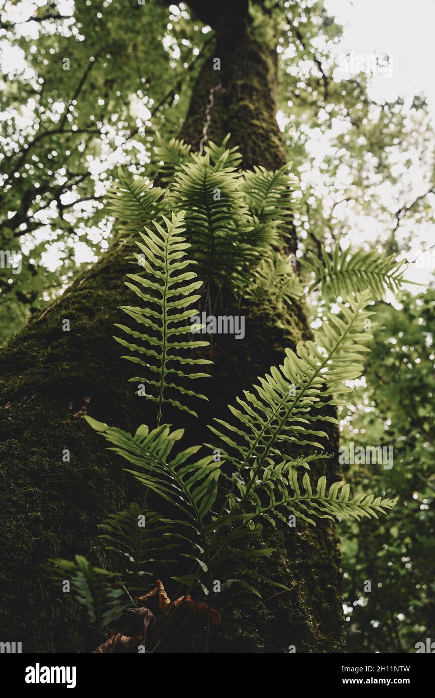 These ferns grow with a trunk hi-res stock photography and images - Alamy