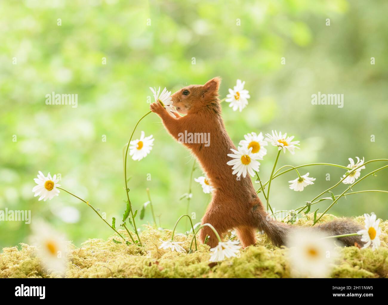 Squirrel is smelling the flower hi-res stock photography and images - Alamy