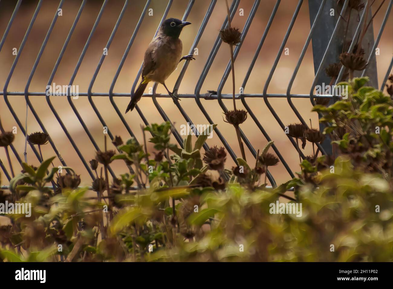 The red-vented bulbul Pycnonotus cafer is a member of the bulbul family ...