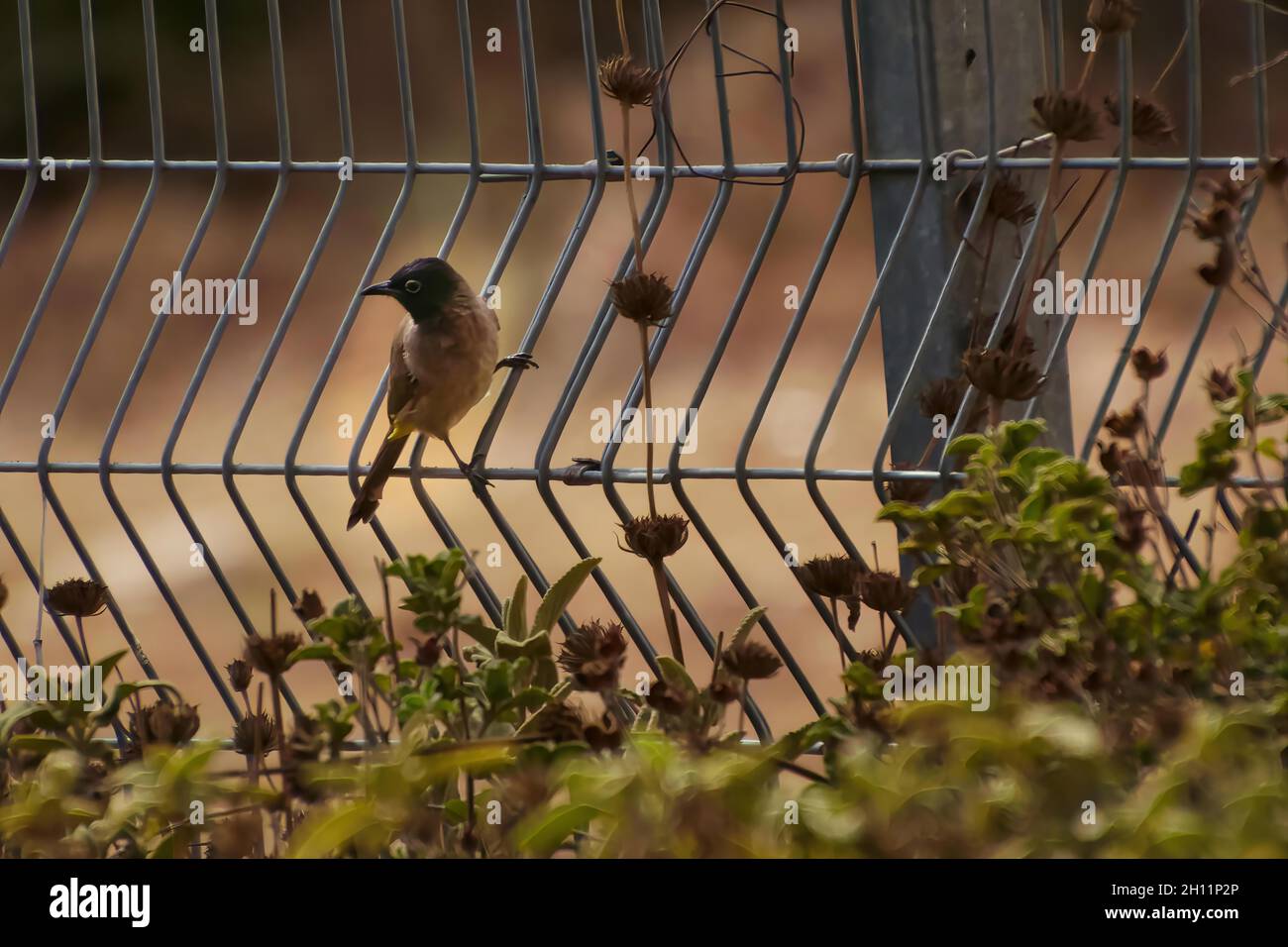 The red-vented bulbul Pycnonotus cafer is a member of the bulbul family ...