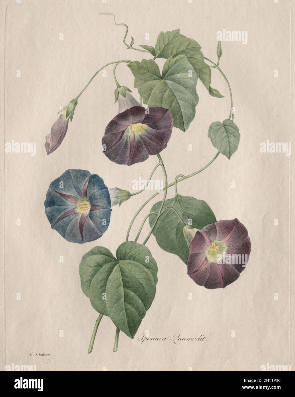 Star-glory Morning-glory, 1827. Henry Joseph Redouté (French, 1766-1853 ...
