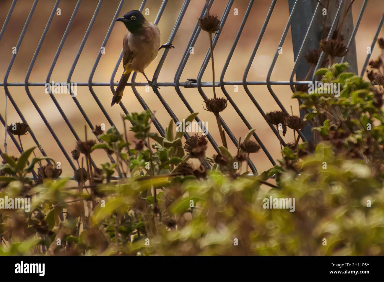 The red-vented bulbul Pycnonotus cafer is a member of the bulbul family ...