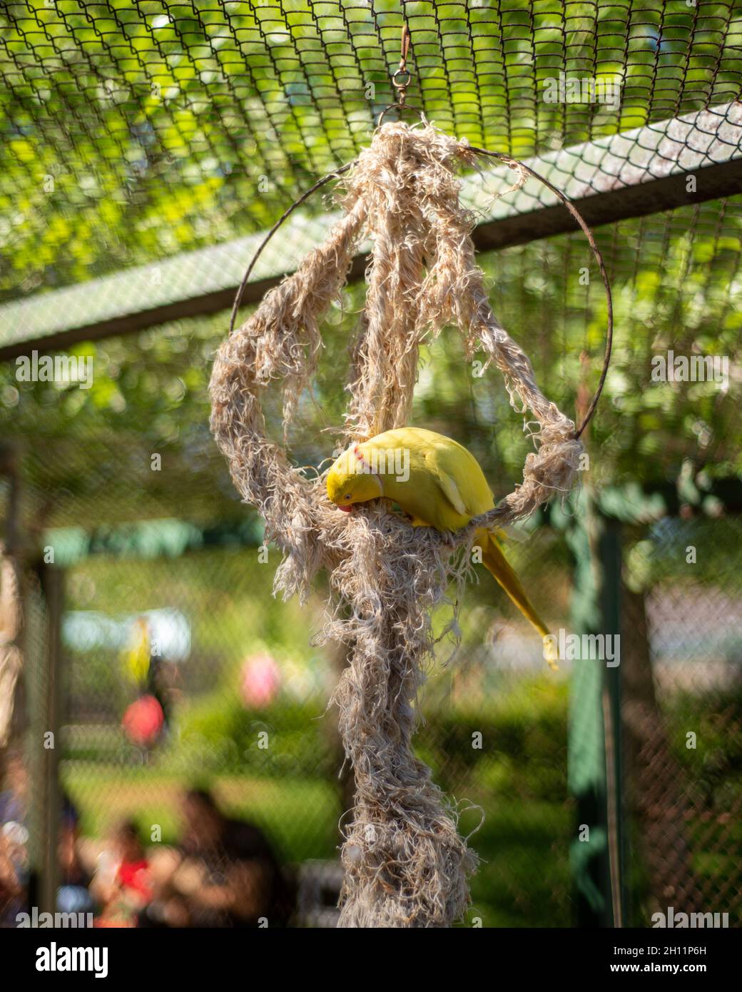 Vertical shot of a yellow parrot pecking an old rope in a metal circle ...